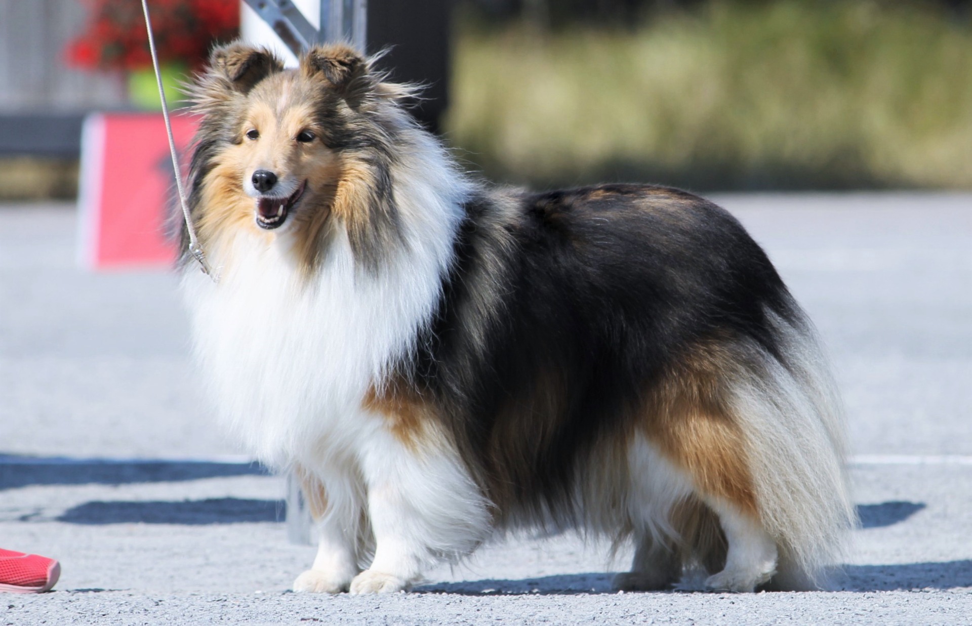 Azure Heart's Collies